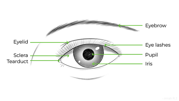 Stylization Guide to Drawing Eyes - Yarsa DevBlog